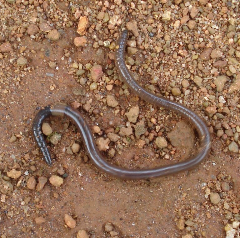 Earthworms are invasive—and likely hurting insects—in much of North ...